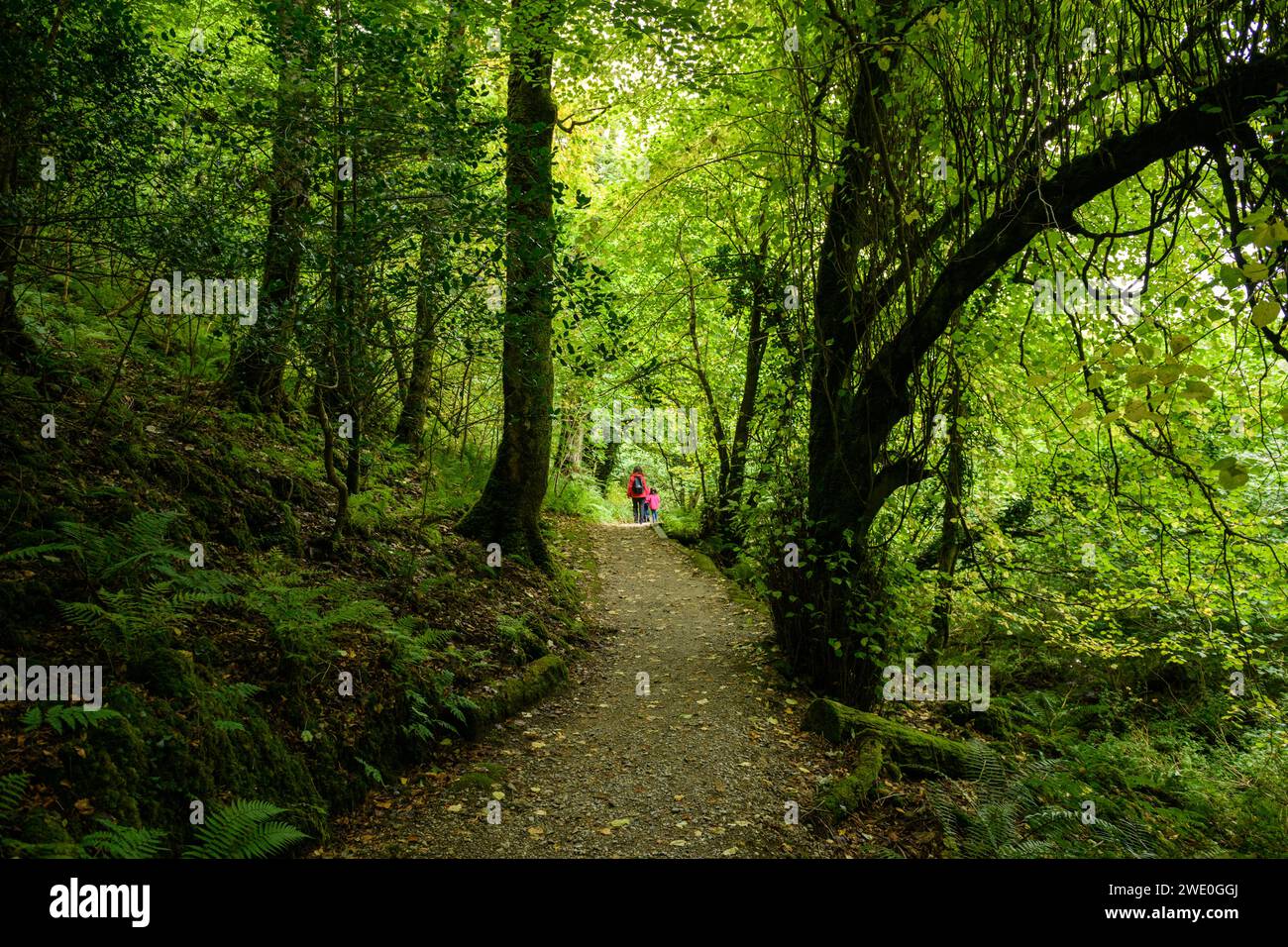 Landscape photograph of a lush forest with trees and extensive ...