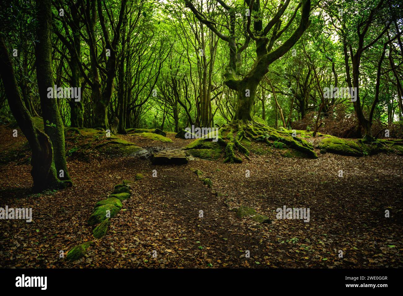 Dark beech forest landscape with green moss in Barna Woods Park, Galway ...