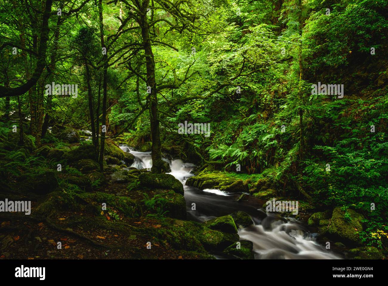 Landscape of lush green forest and river with silken moving water in ...