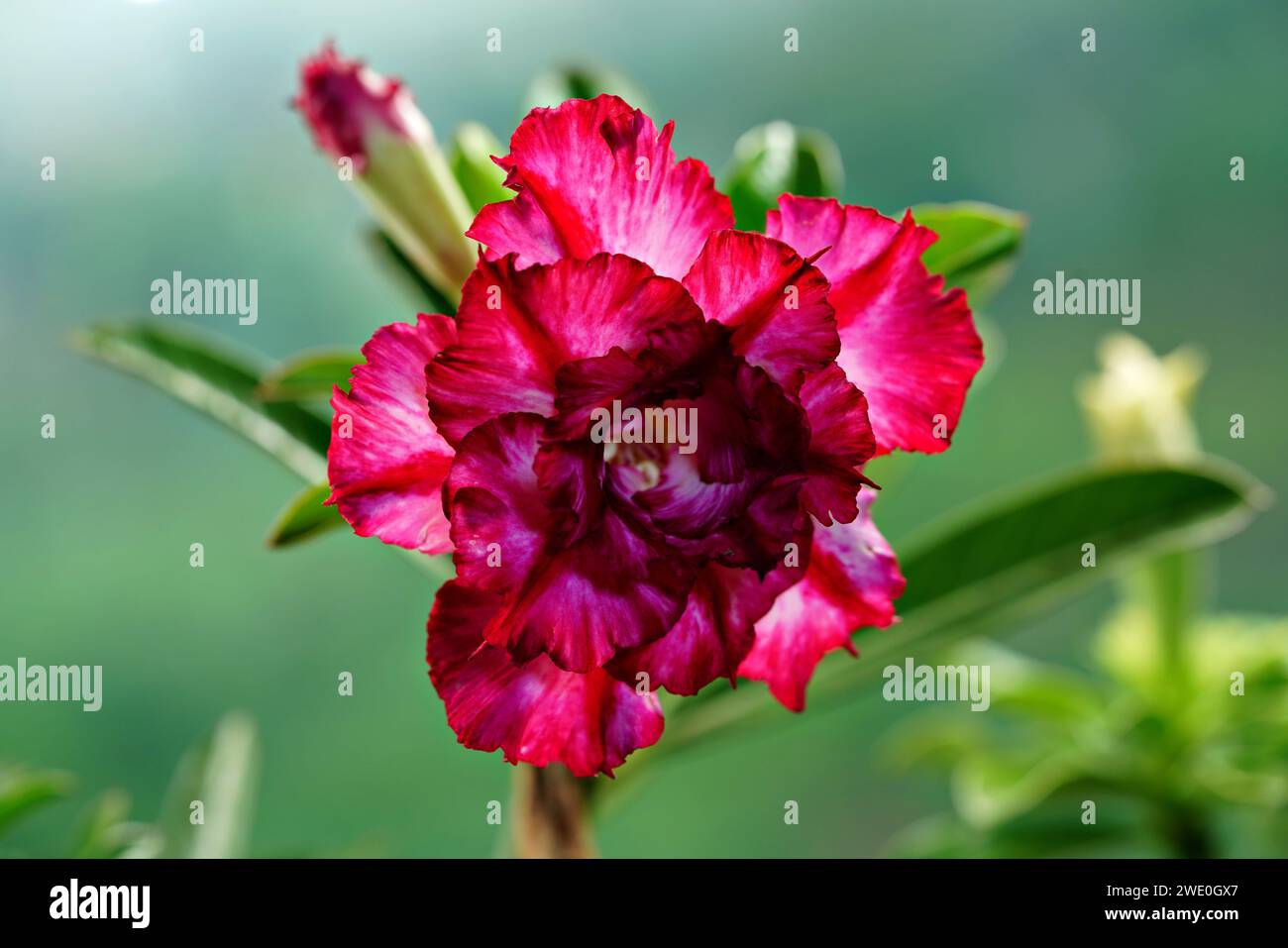 The red adenium in blooming Stock Photo - Alamy