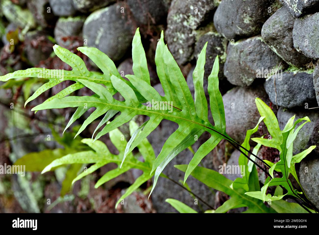 The fern plant grew in between the rock wall Stock Photo - Alamy