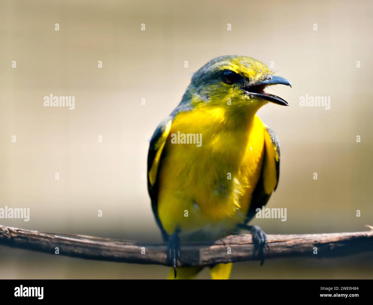 Bird perches on trunk hi-res stock photography and images - Alamy