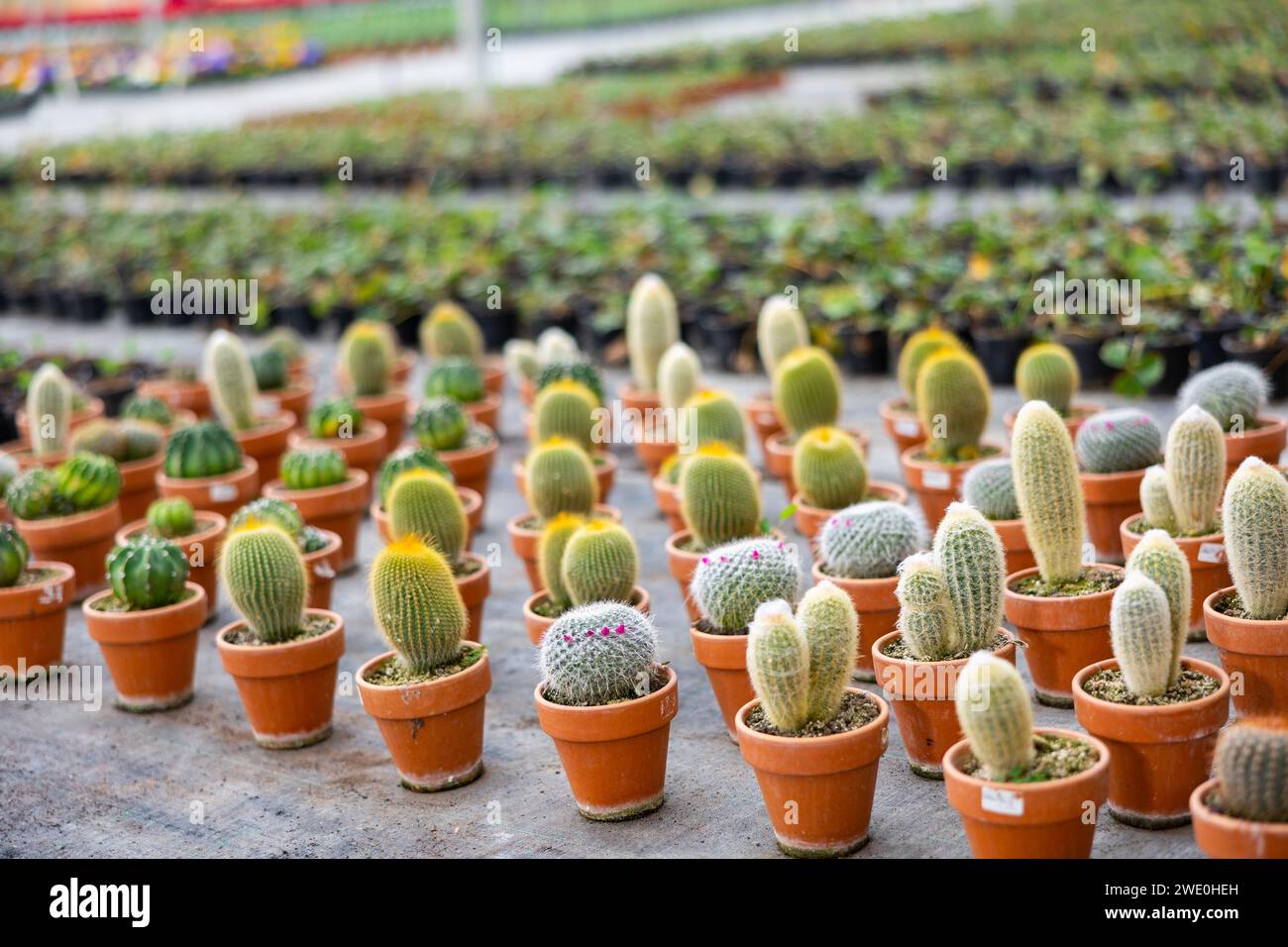 Image rows plants in pots hi-res stock photography and images - Alamy