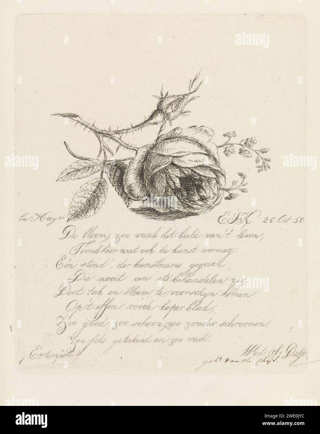 A rose and forget-me-notes, Elisabeth Johanna Koning, 1850 print Study ...
