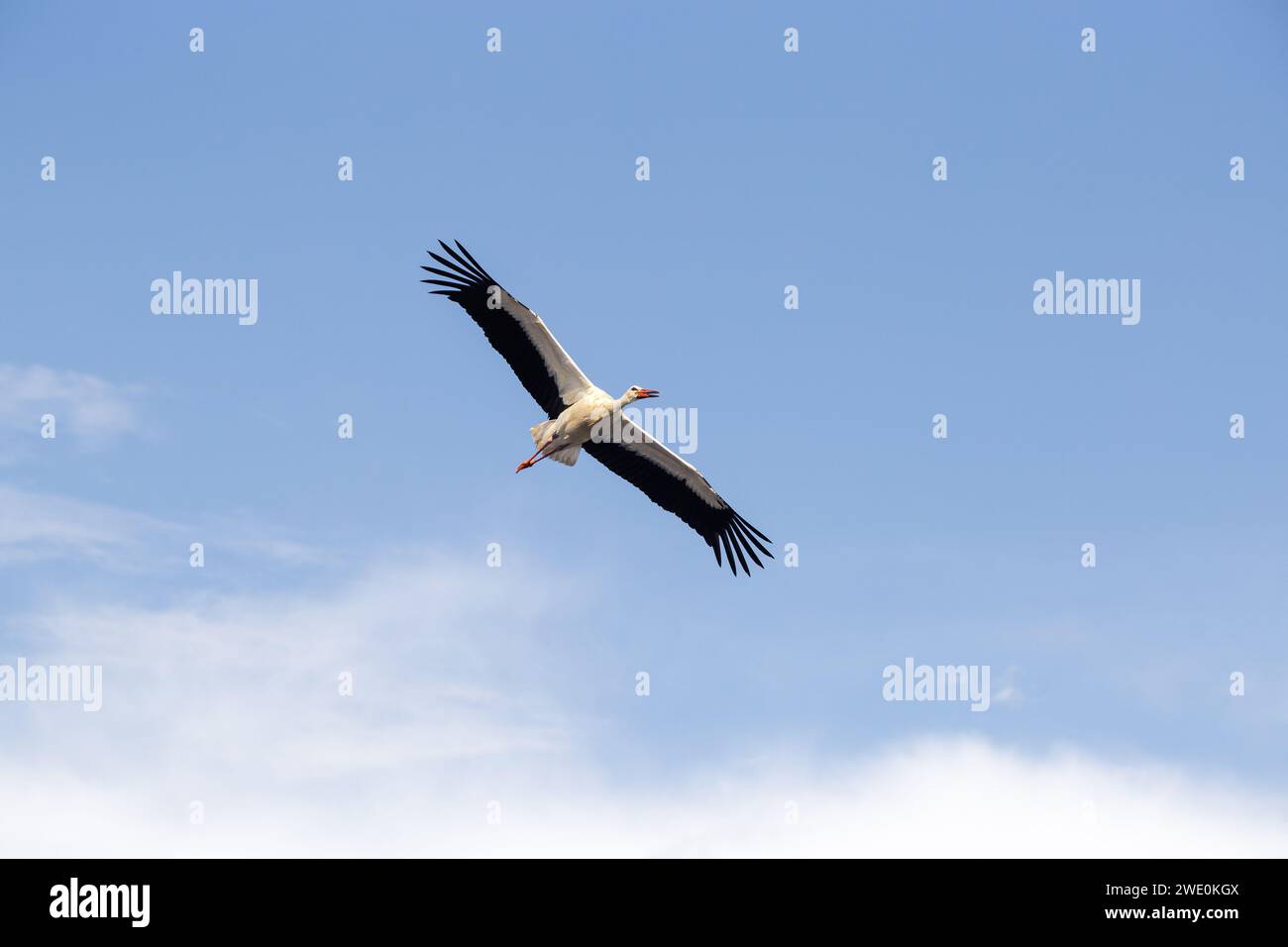 Stork in flight hi-res stock photography and images - Alamy