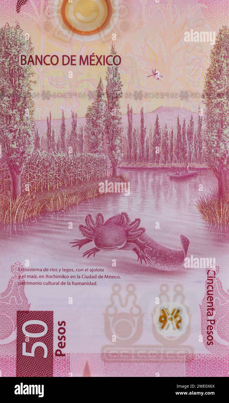 Mexico denominations banknotes fifty pesos national money back view ...