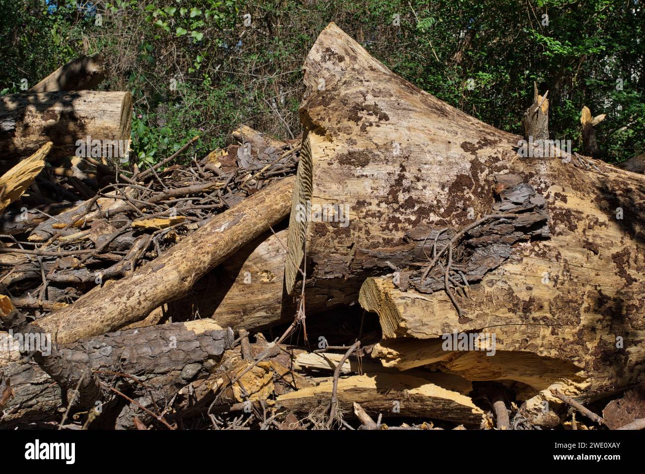 Cypress trees cut down in a forest leaving a large pile of debris ...