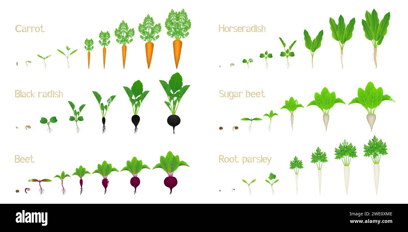Set of vegetable growth life cycles on a white background Stock Vector ...