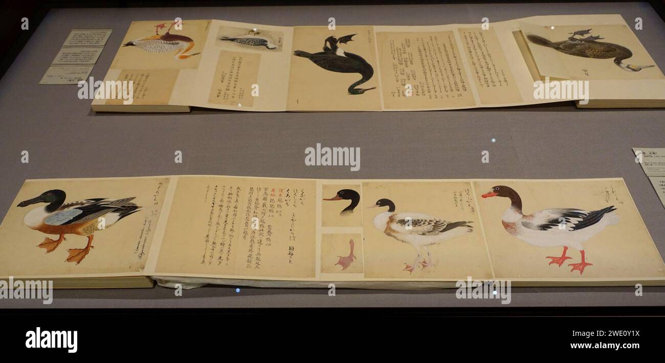 Album of Birds, Waterbirds 1 and 2, compiled by Hotta Masa'atsu, Edo ...
