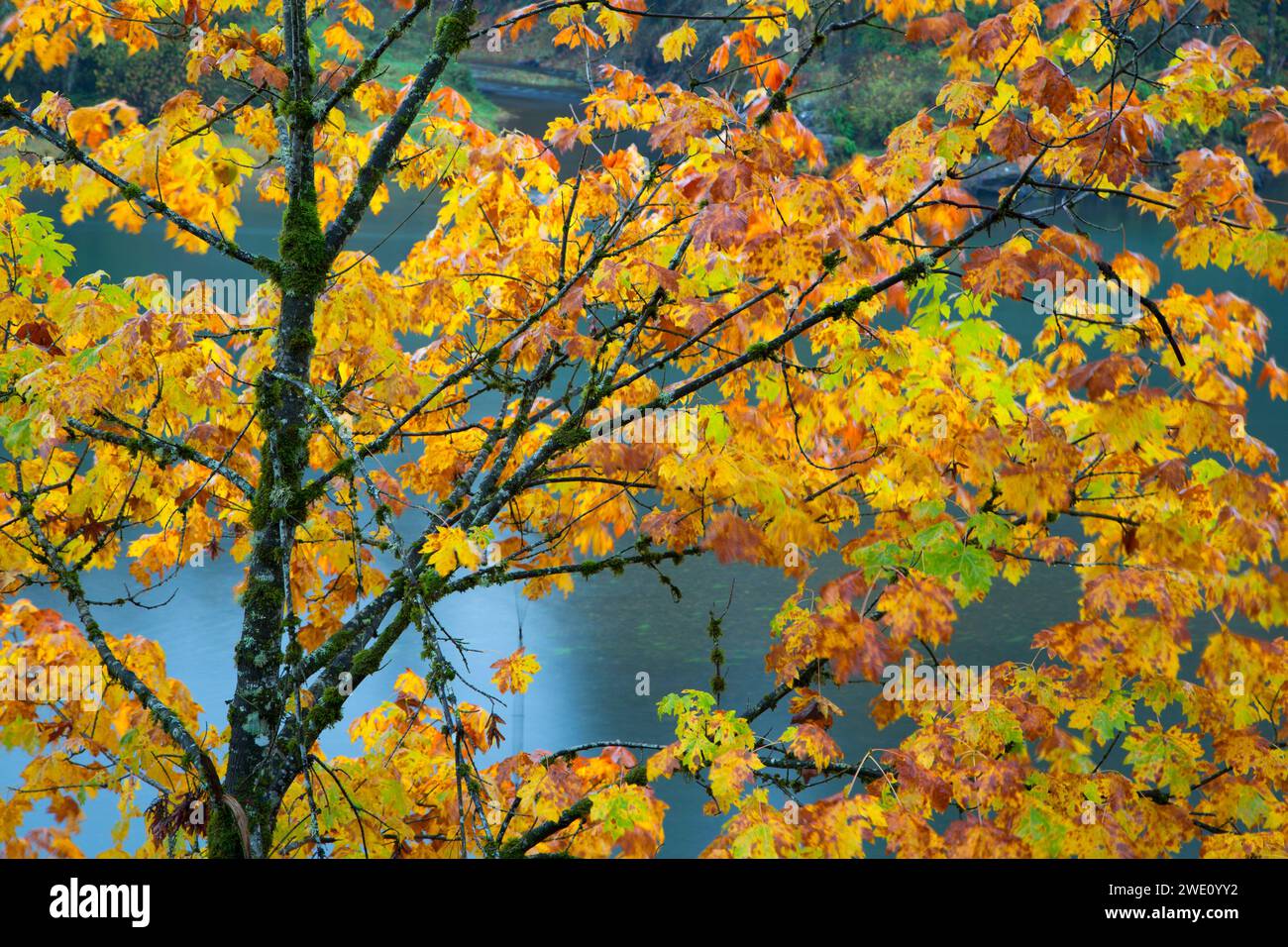 Bigleaf maple tree hi-res stock photography and images - Alamy