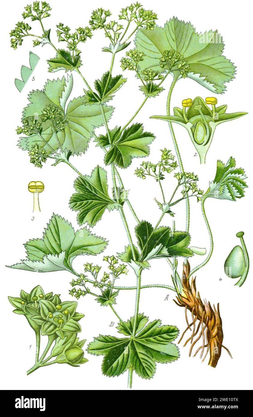 Thomé Cut Out Stock Images & Pictures - Alamy