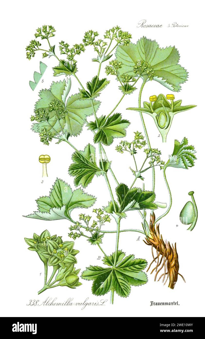 Alchemilla vulgaris Cut Out Stock Images & Pictures - Alamy