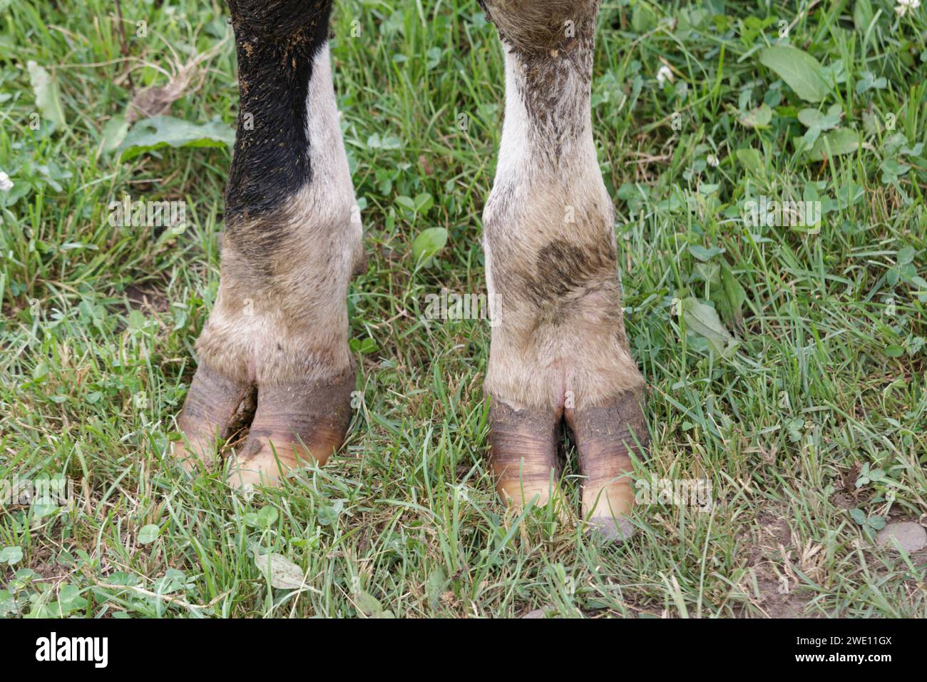Bull or cow is an animal with hooves hi-res stock photography and ...