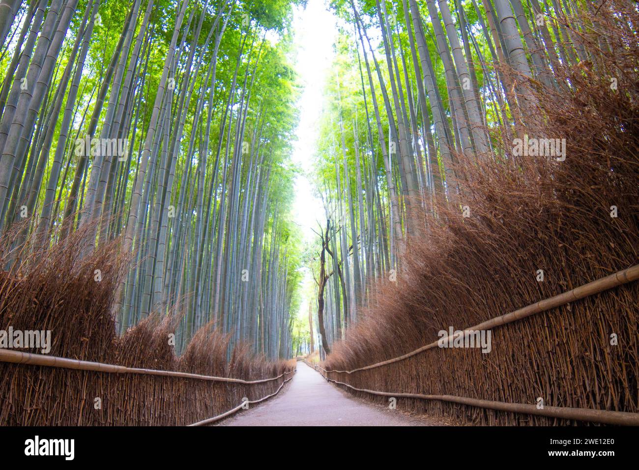 Arashiyama bamboo grove in hi-res stock photography and images - Alamy
