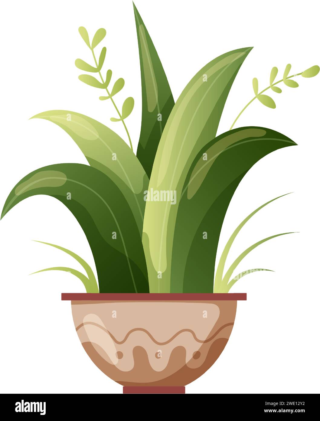 Houseplant plant growing in pots. Beautiful home decorations, plants ...