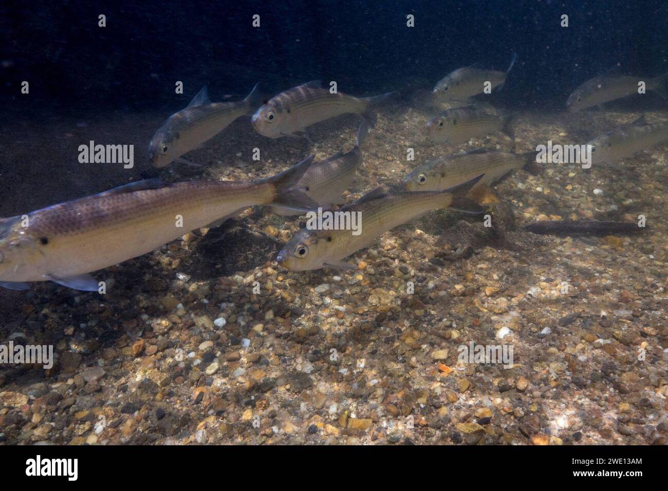 Alewife historical hi-res stock photography and images - Alamy