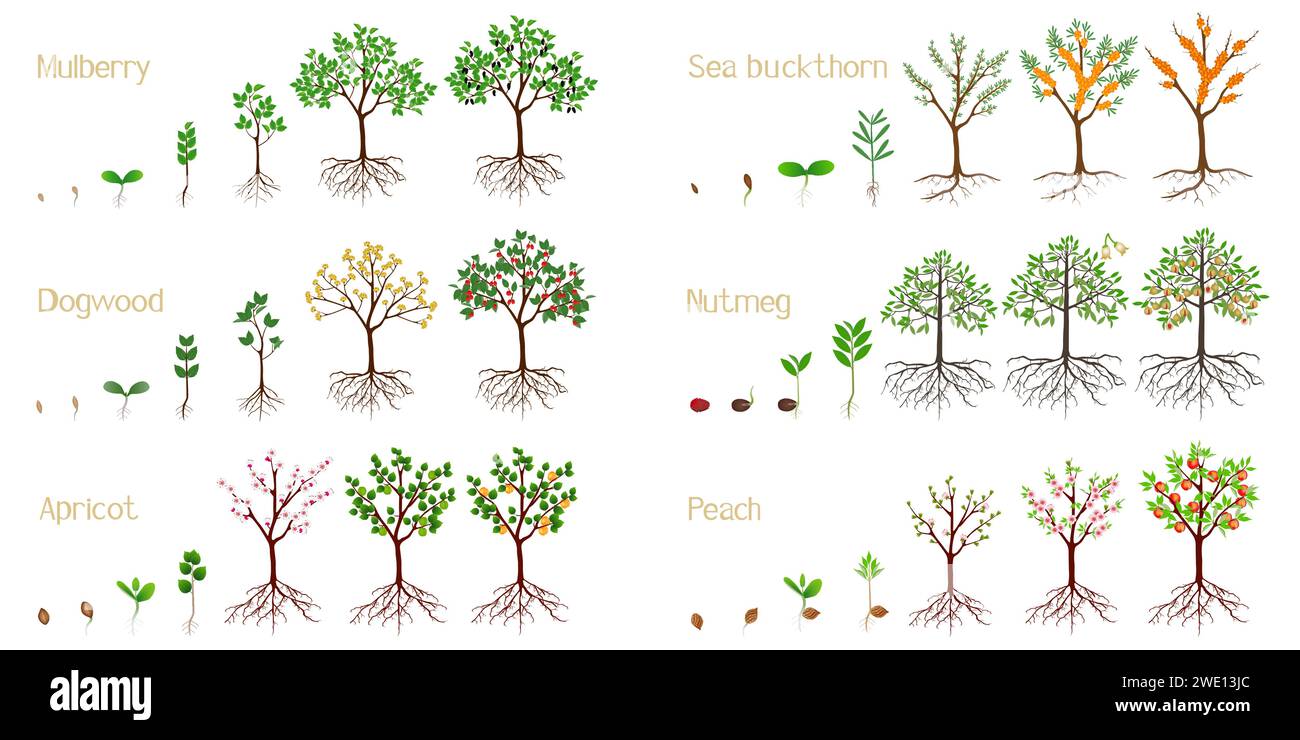 Set of growth cycles of fruit plants on a white background Stock Vector ...