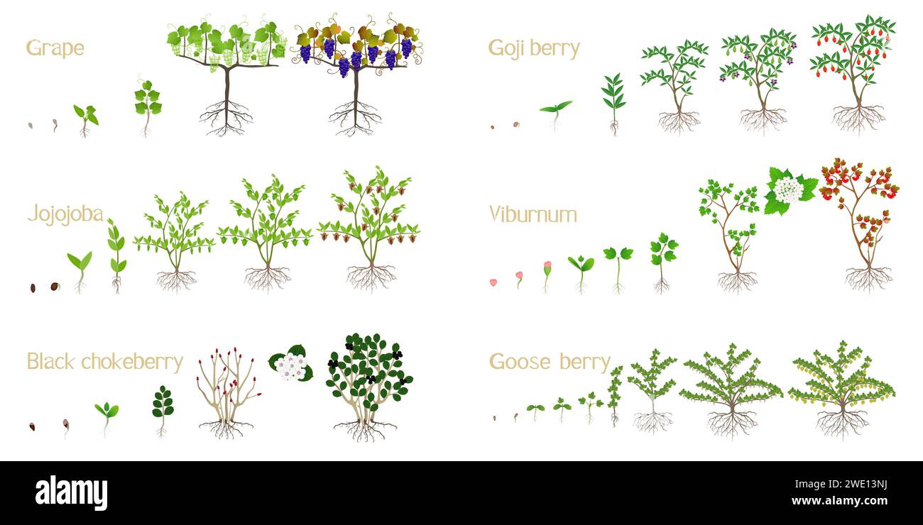 Set of growth cycles of bushes with berries on a white background Stock ...