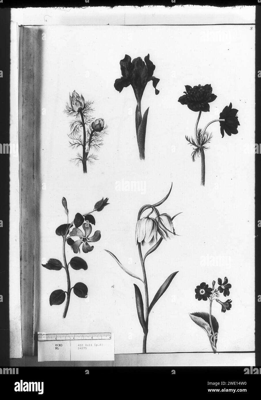 Alexander Marshal Stock Photo - Alamy