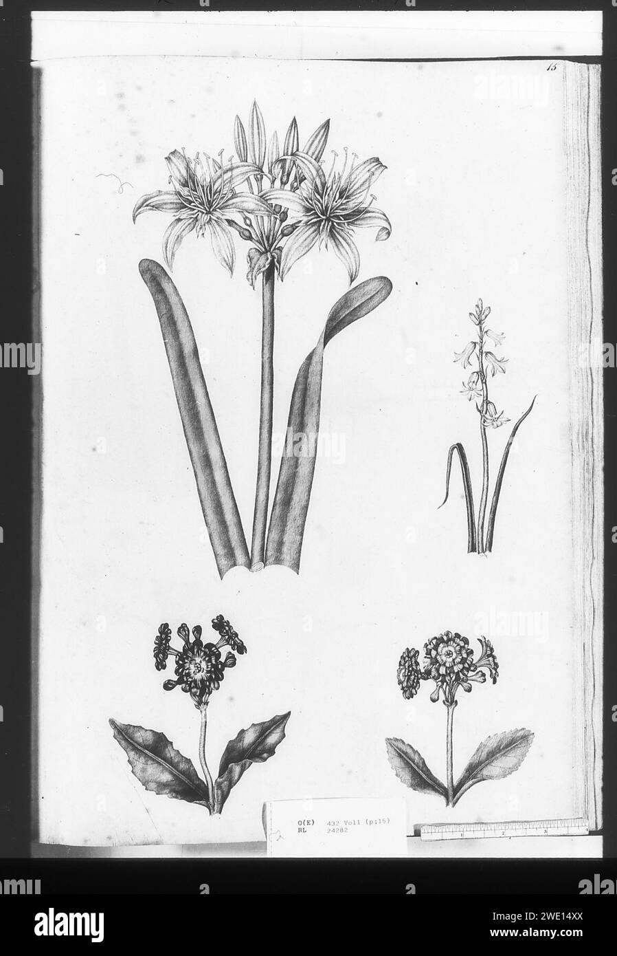 Alexander Marshal Stock Photo - Alamy