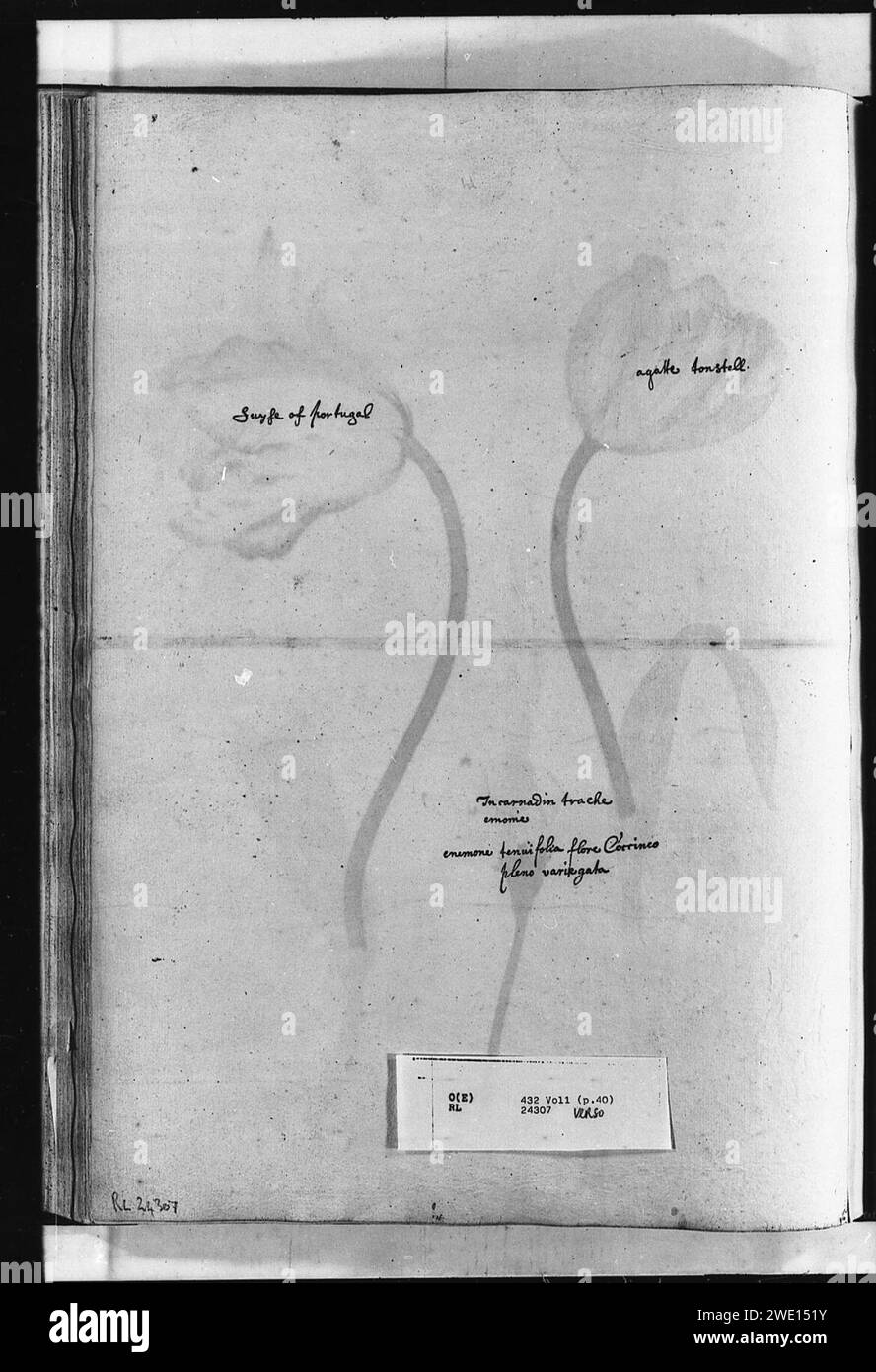 Alexander Marshal Stock Photo - Alamy