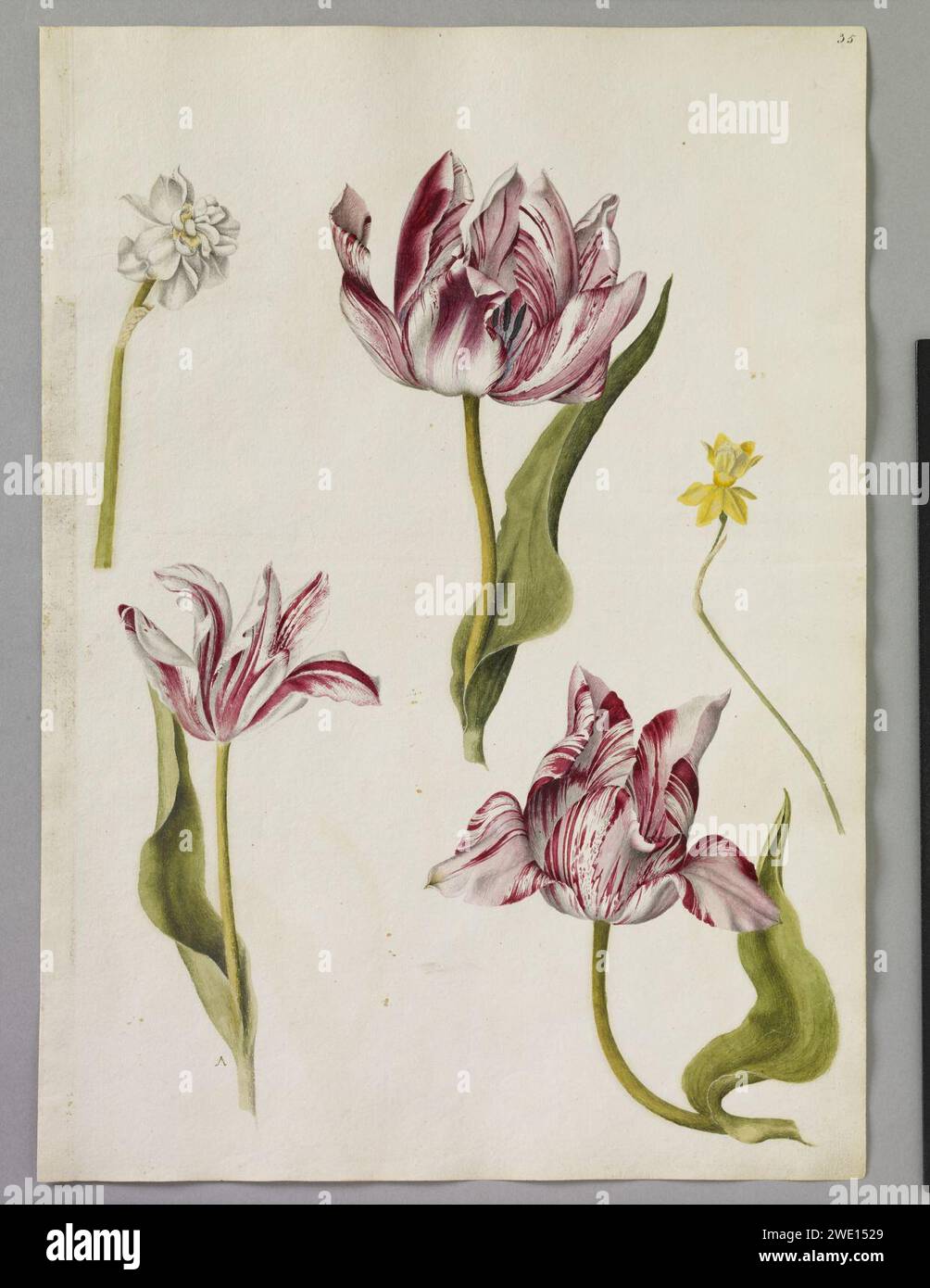 Alexander Marshal Stock Photo - Alamy