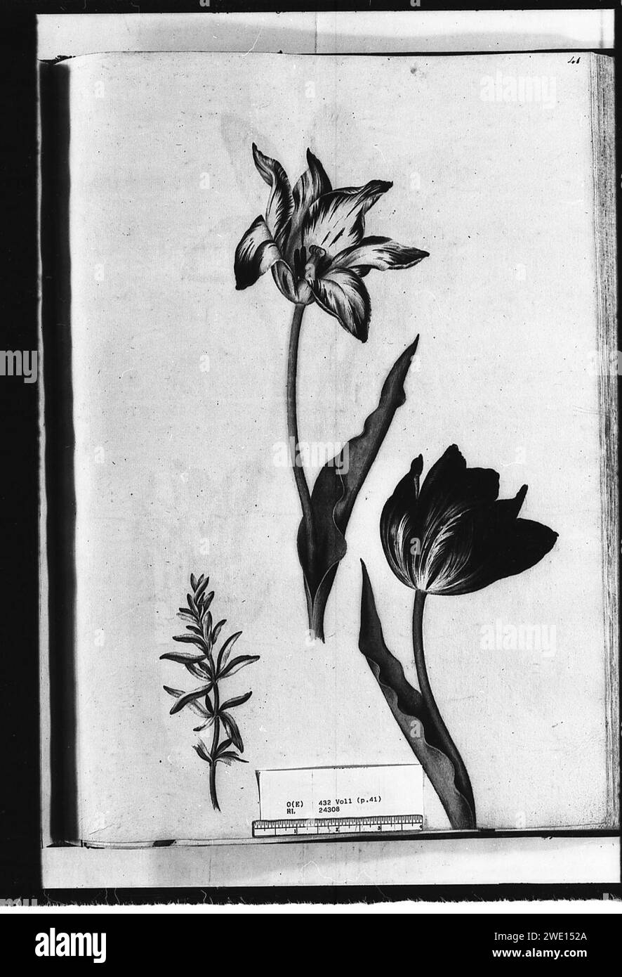 Alexander Marshal Stock Photo - Alamy