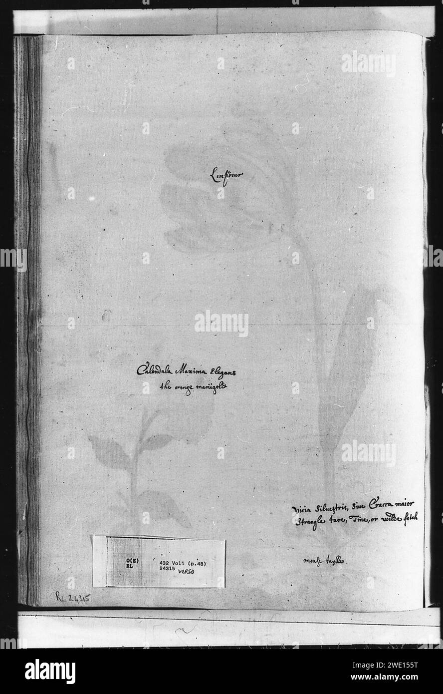 Alexander Marshal Stock Photo - Alamy