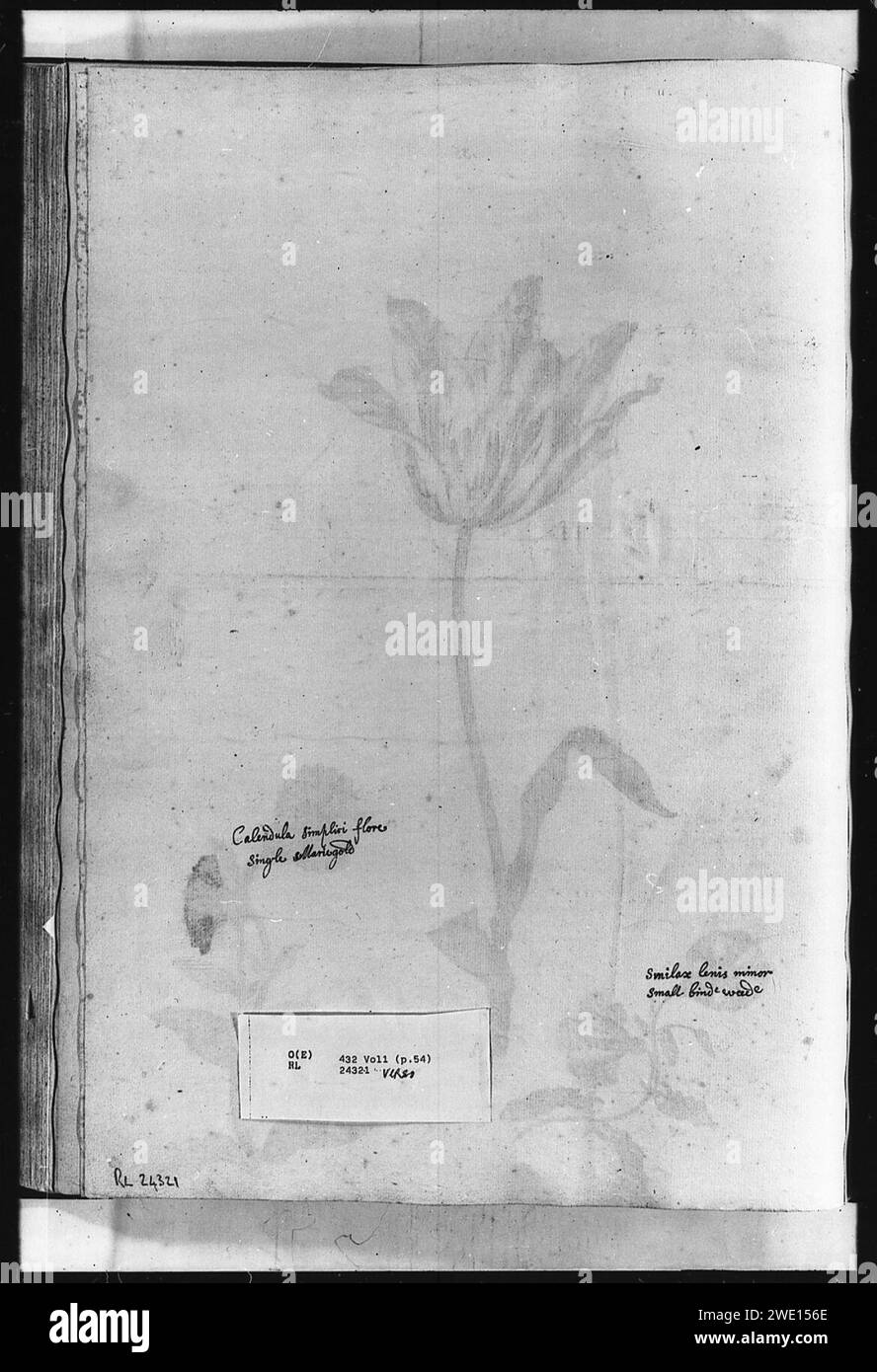 Alexander Marshal Stock Photo - Alamy