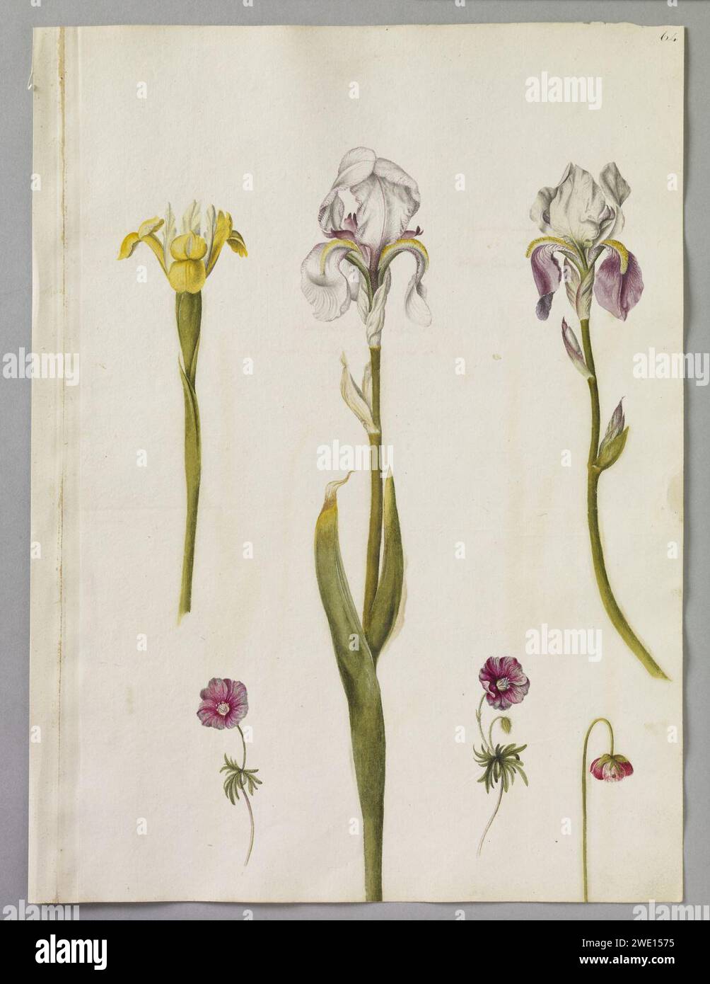 Alexander Marshal Stock Photo - Alamy