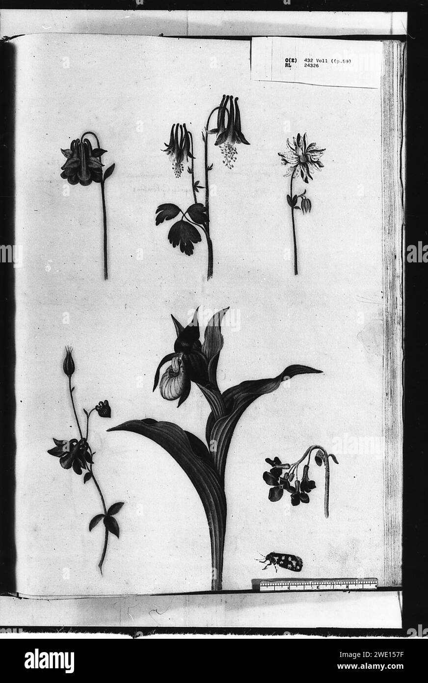 Alexander Marshal Stock Photo - Alamy