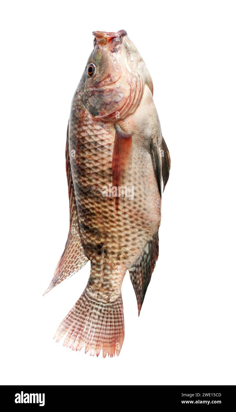 Snapper fish hi-res stock photography and images - Alamy