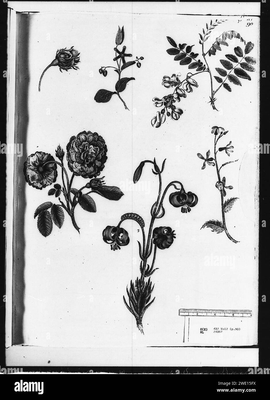 Alexander Marshal Stock Photo - Alamy