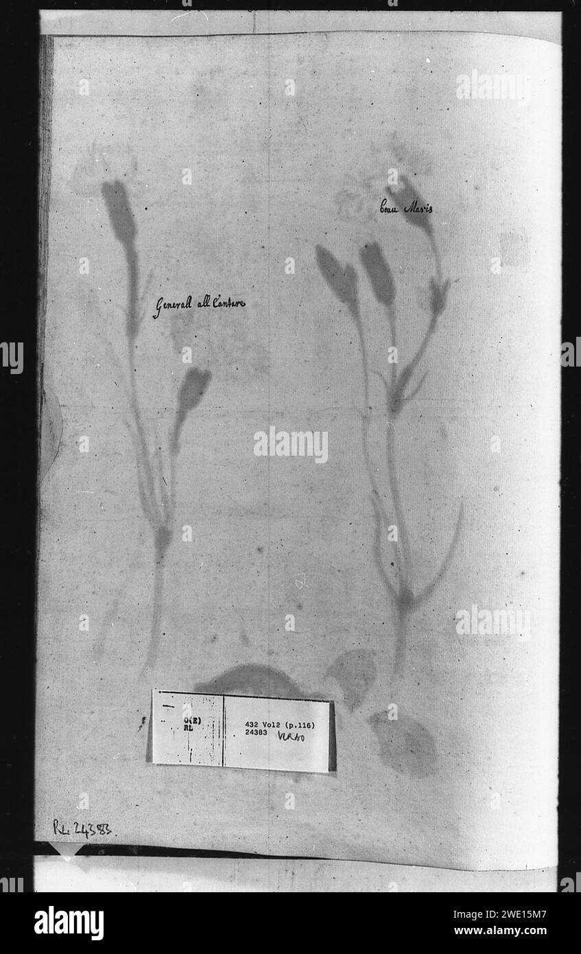 Alexander Marshal Stock Photo - Alamy