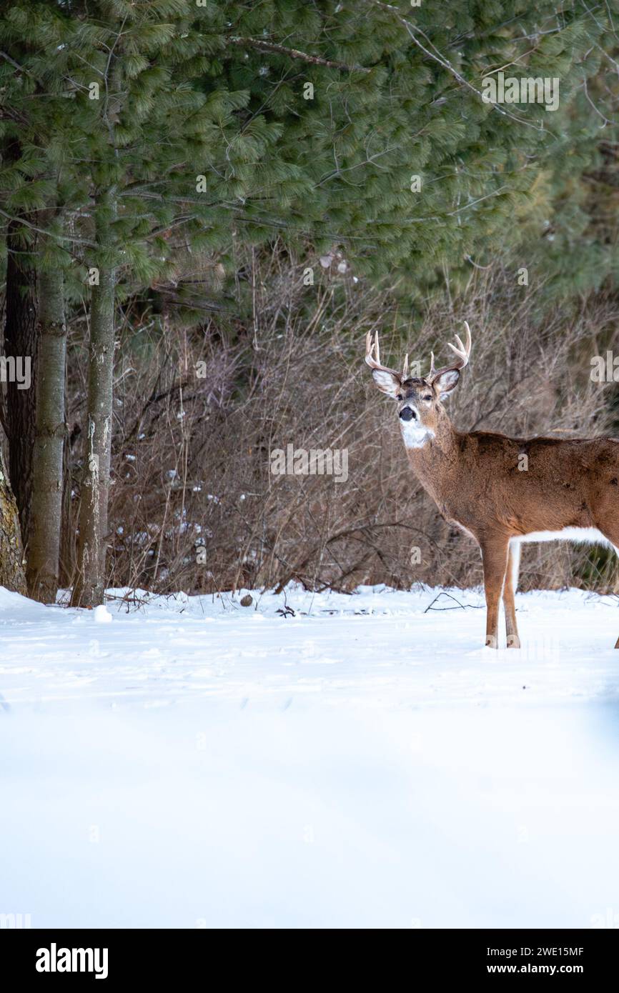 White-tailed deer buck (odocoileus virginianus) standing in a Wisconsin ...