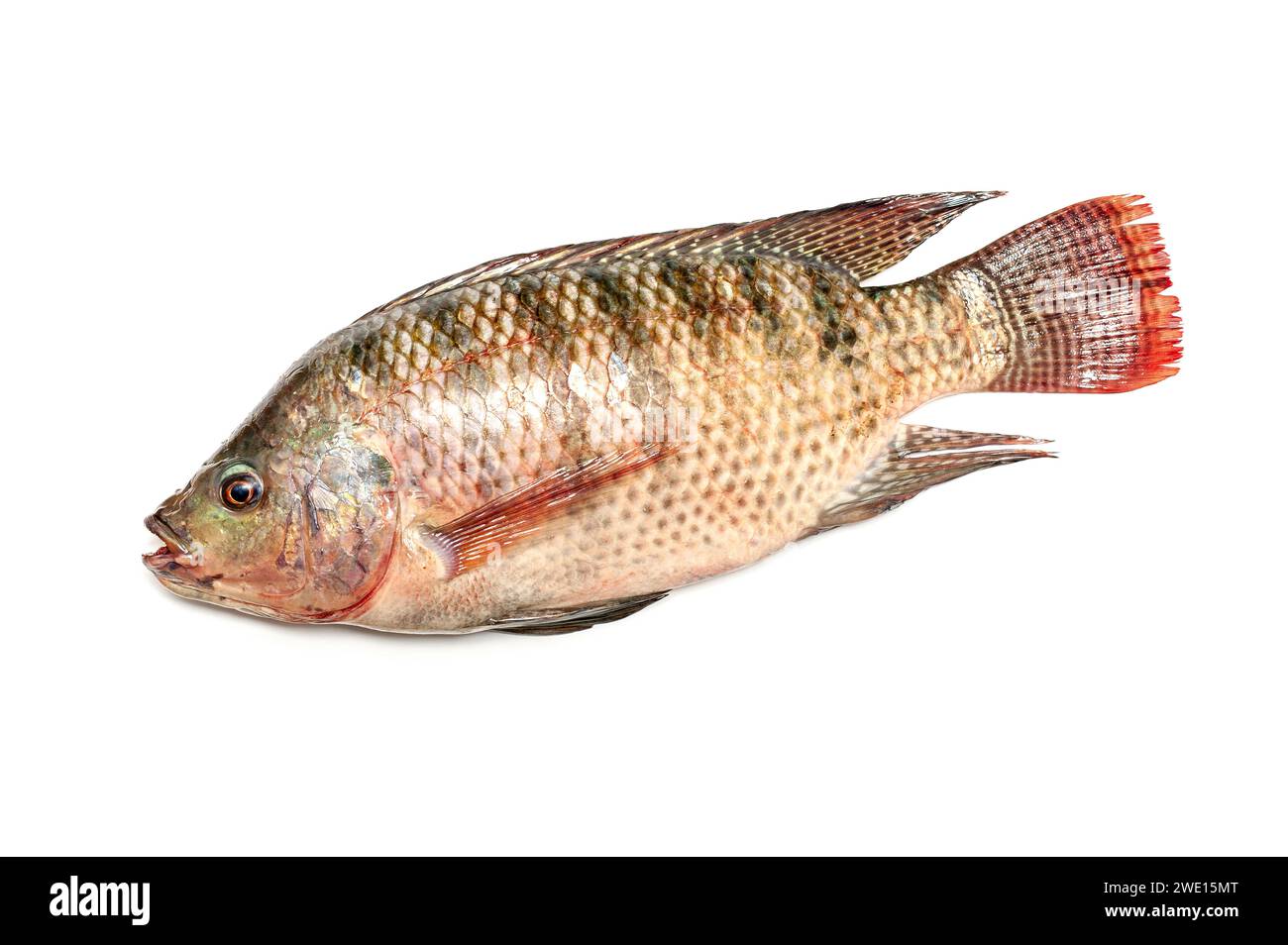 Fresh snapper fish isolated on a white background Stock Photo - Alamy