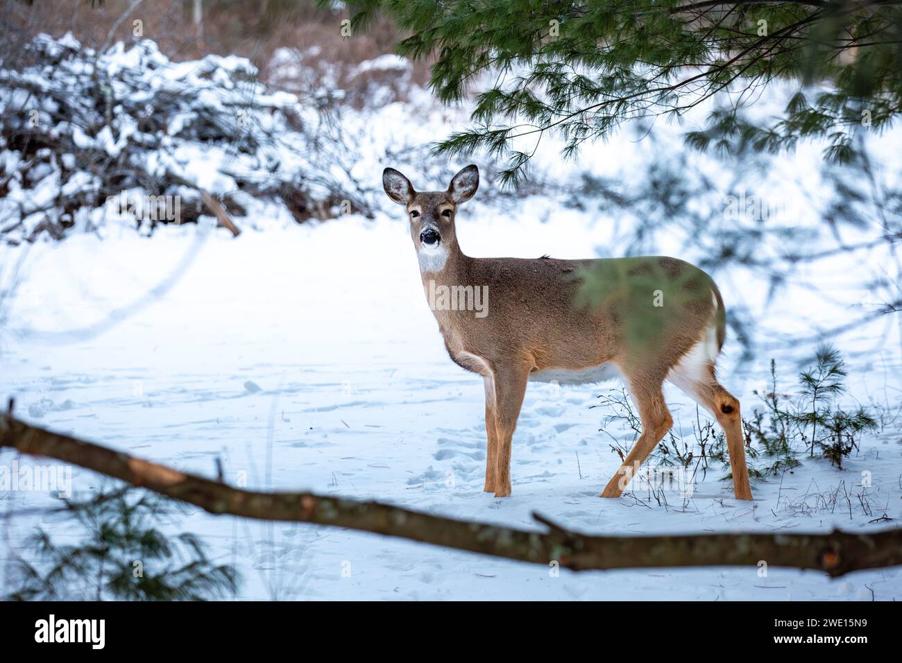 White-tailed deer, doe (odocoileus virginianus) standing in a Wisconsin ...