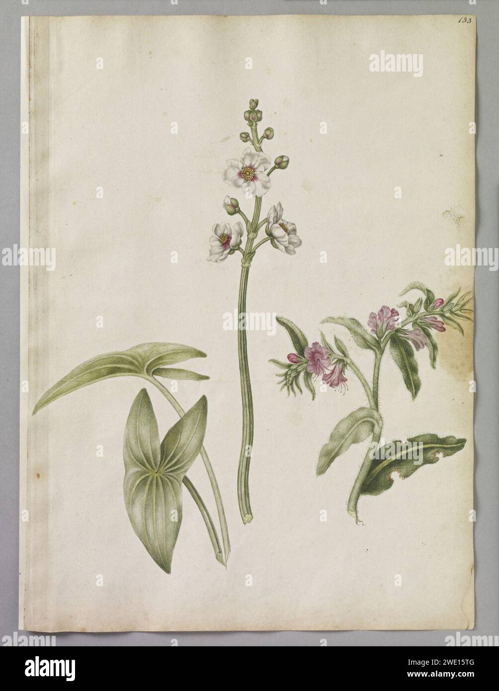 Alexander Marshal Stock Photo - Alamy