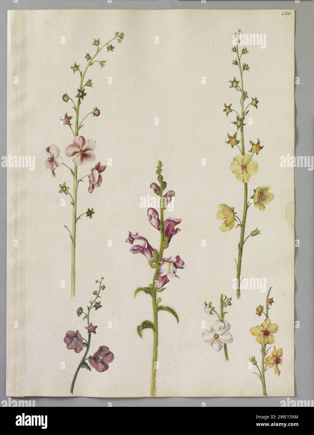 Alexander Marshal Stock Photo - Alamy