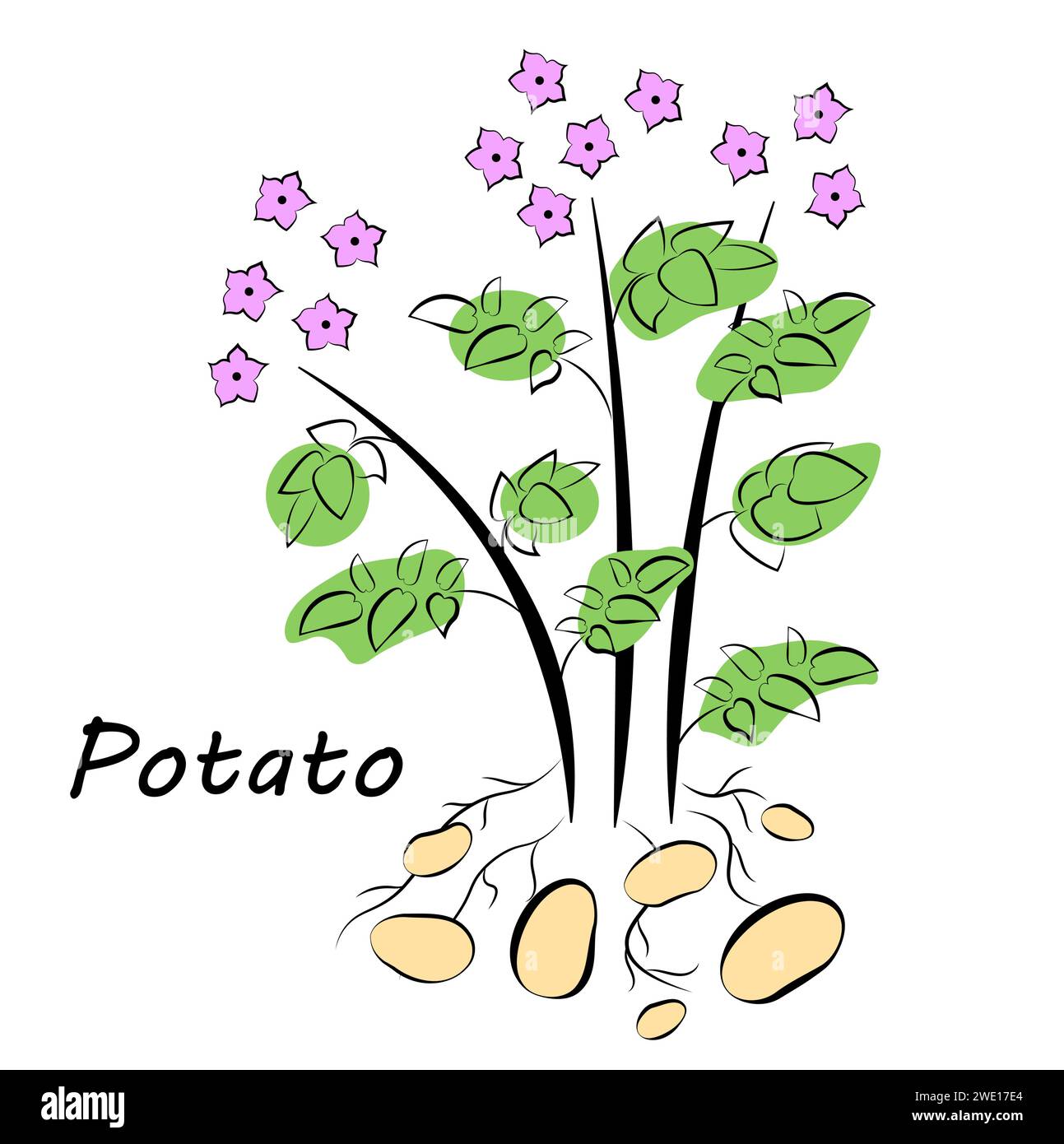 Heritage potatoes Stock Vector Images - Alamy
