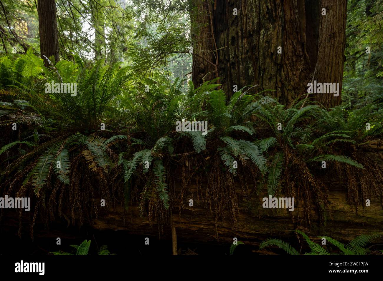 Nurse log redwood hi-res stock photography and images - Alamy
