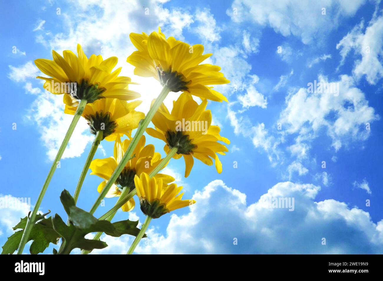 Chrysanthemum lavandulifolium flowers with yellow petals shoot from ...