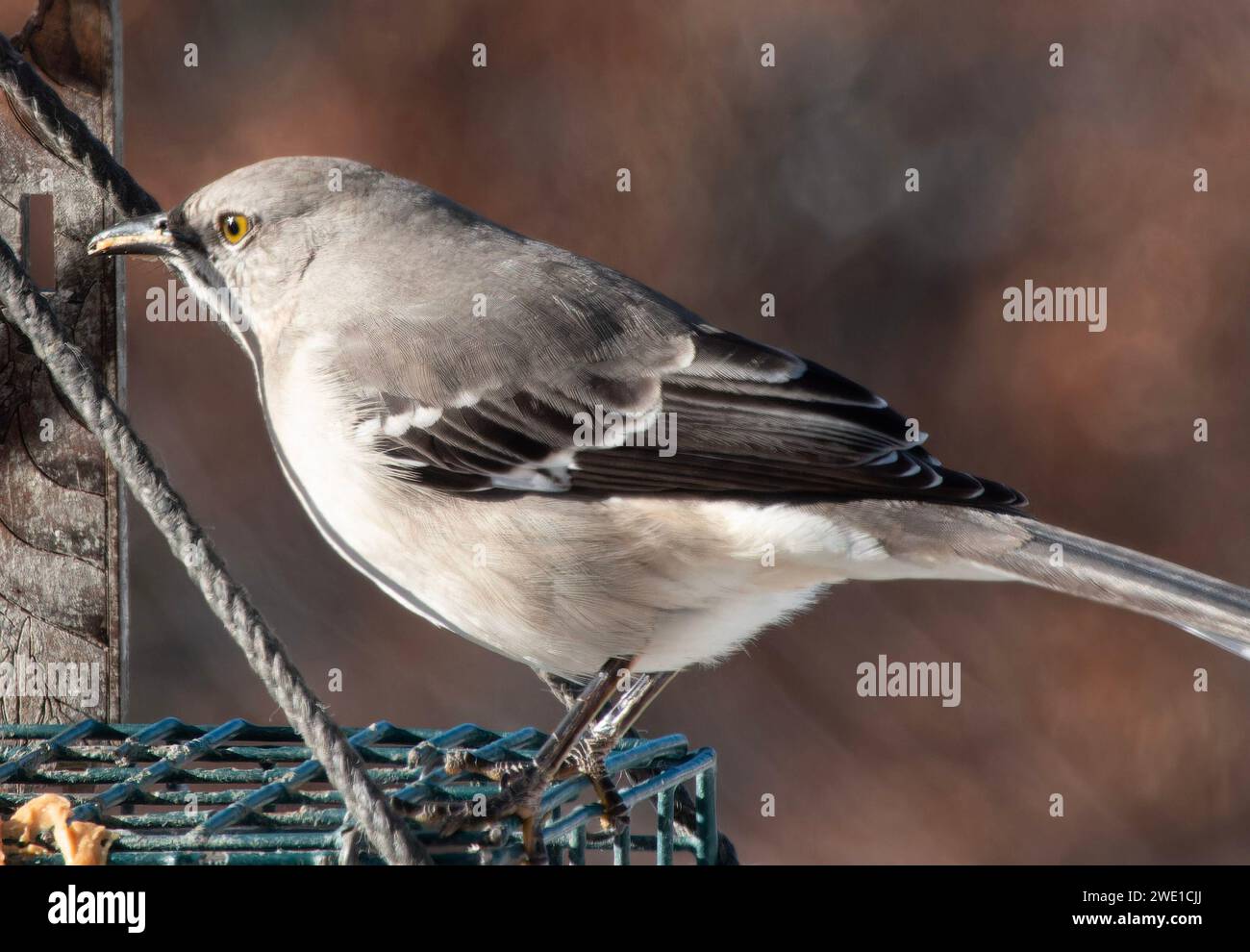 A Northern Mockingbird arrives on the deck Stock Photo - Alamy