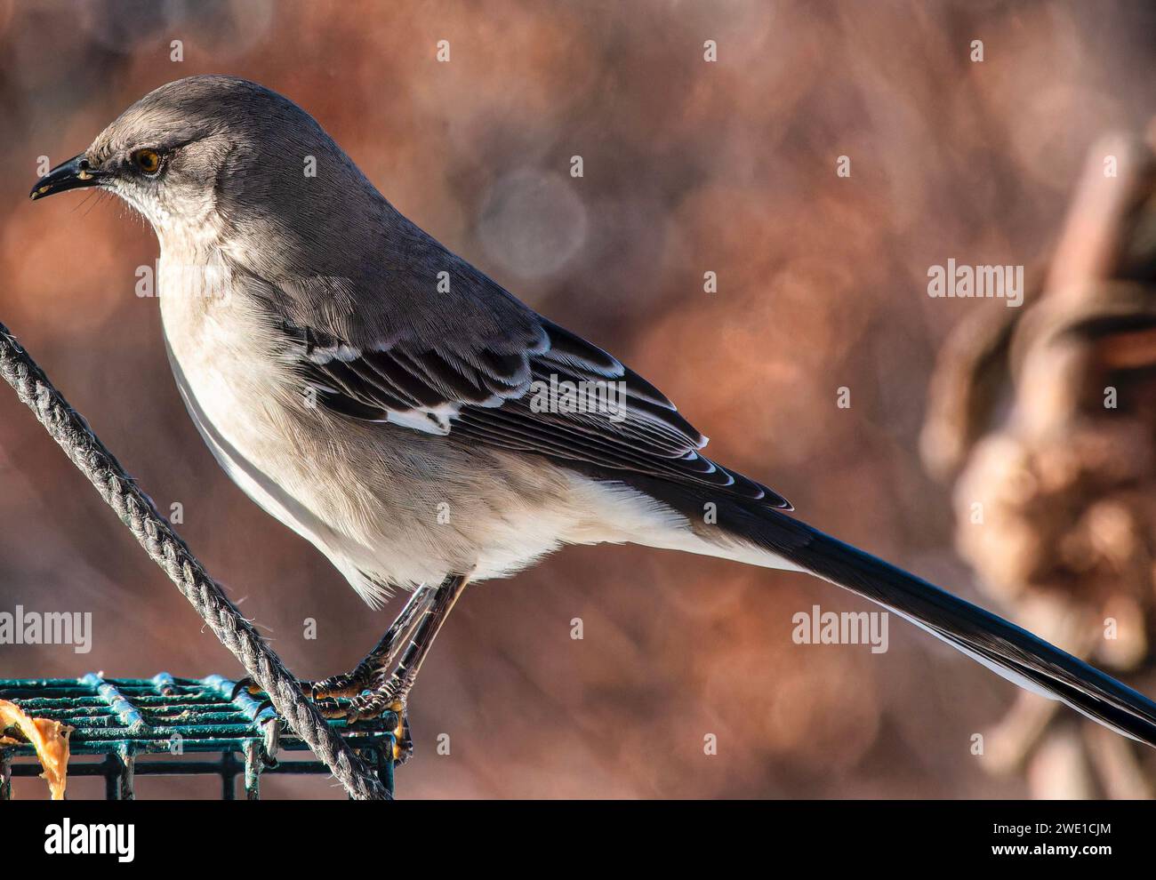 Mockingbird in flight hi-res stock photography and images - Alamy