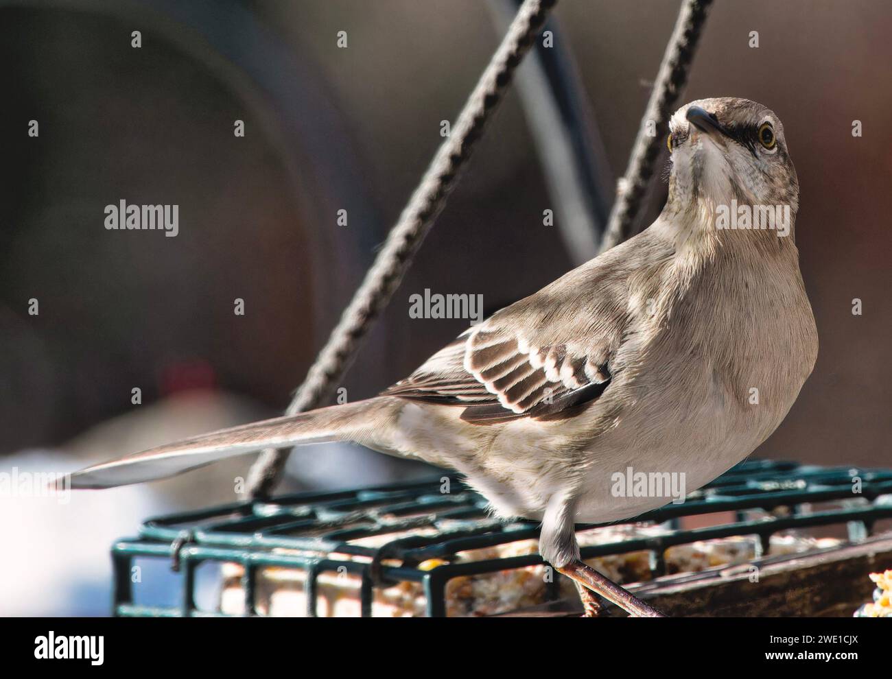 A Northern Mockingbird arrives on the deck Stock Photo - Alamy