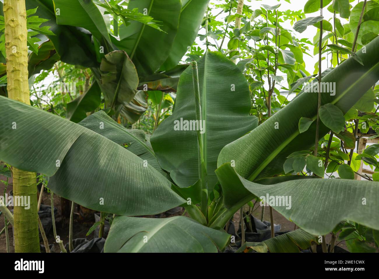 Beautiful banana tree with lush leaves growing in greenhouse Stock ...