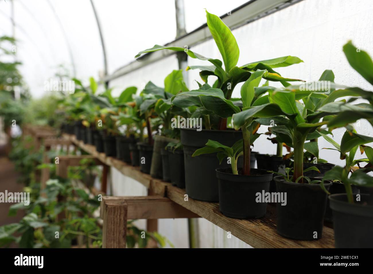 Many different potted plants in greenhouse, space for text Stock Photo ...