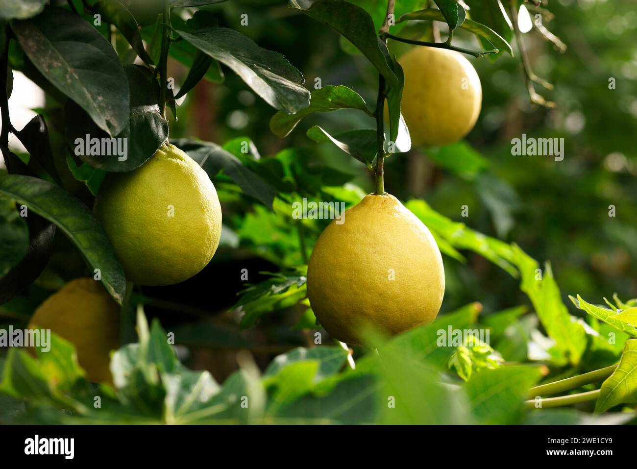 Lemon tree with ripe fruits in greenhouse, closeup Stock Photo - Alamy