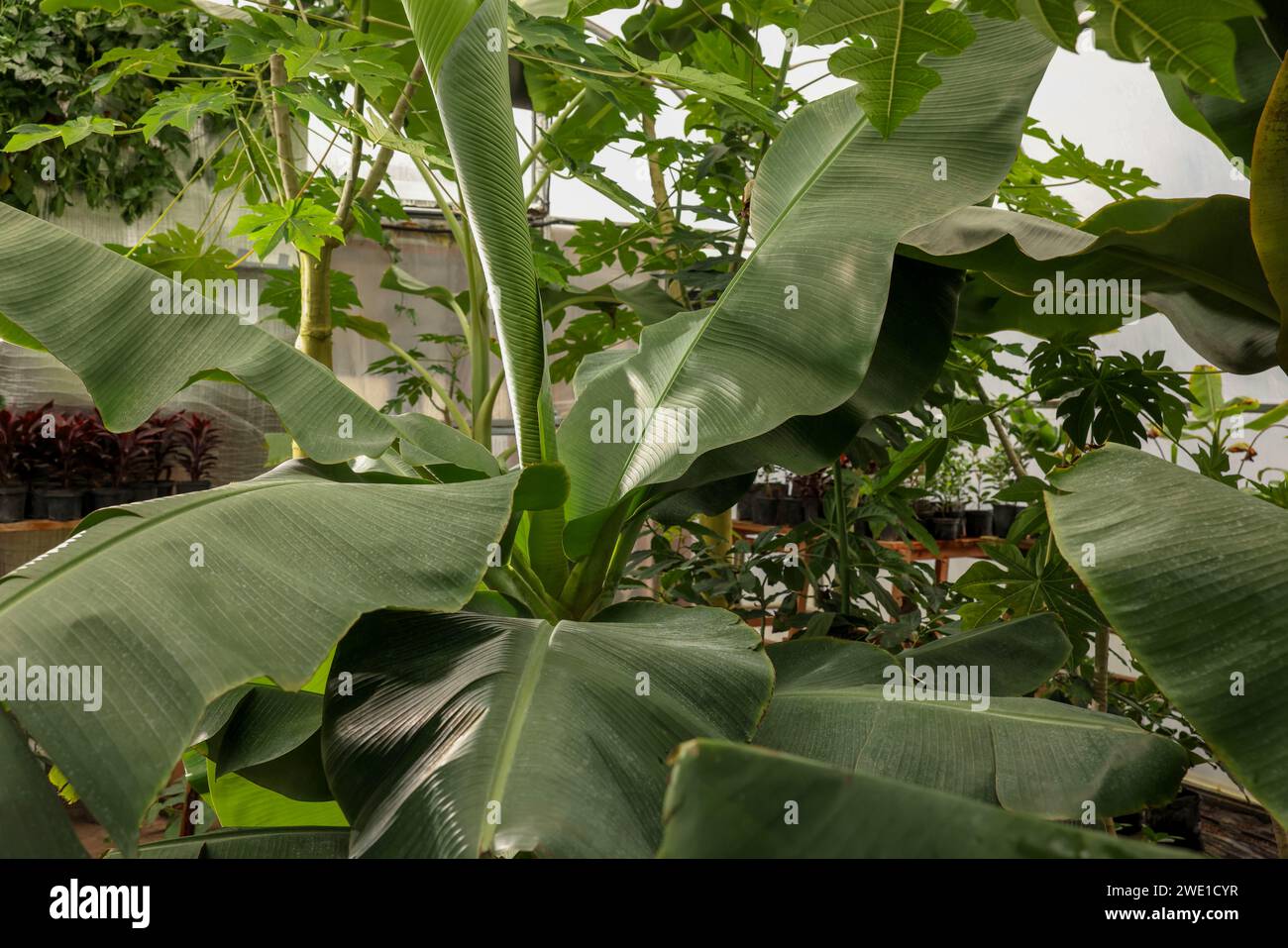 Beautiful banana tree with lush leaves growing in greenhouse Stock ...