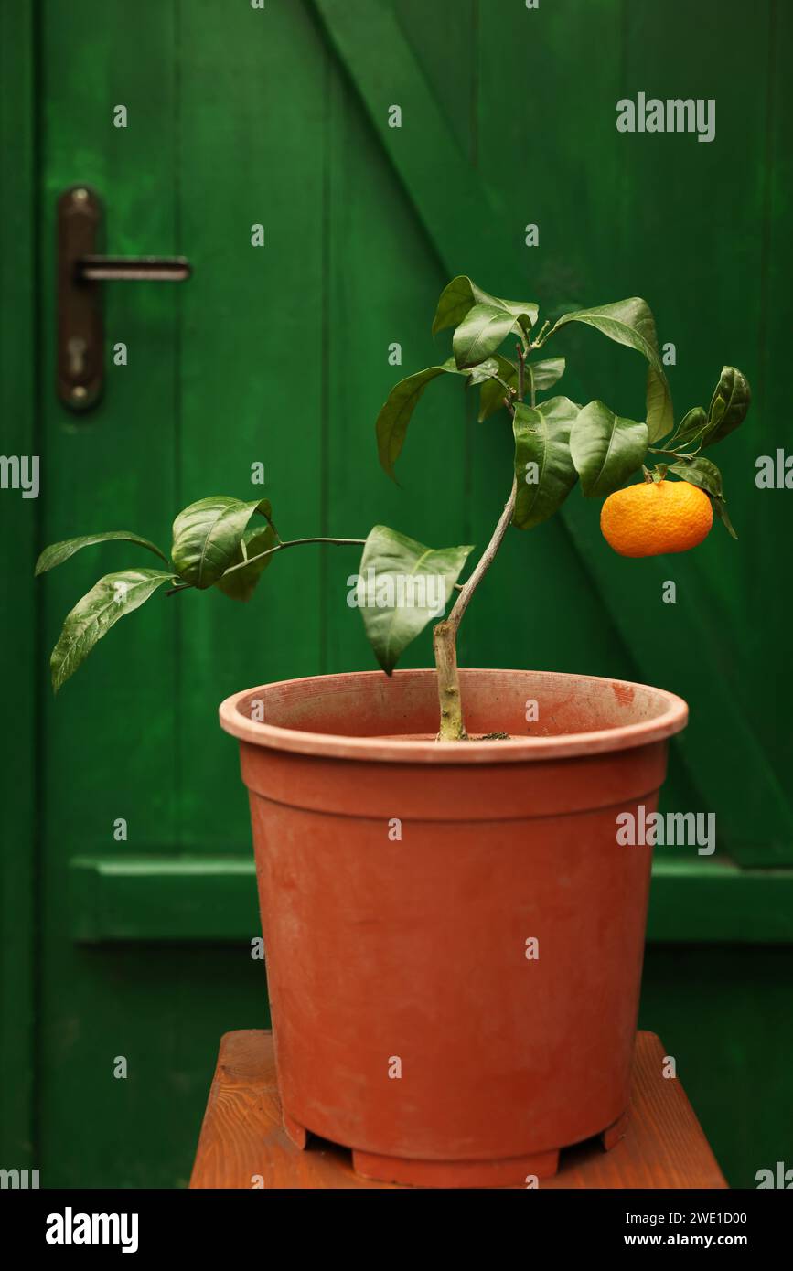Tangerine stand hi-res stock photography and images - Alamy